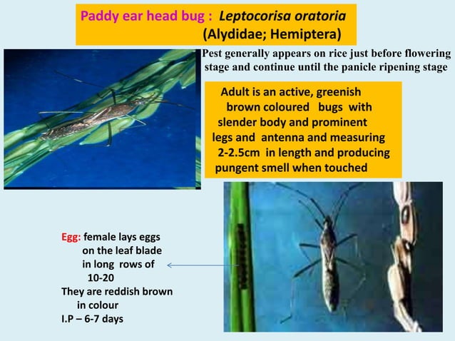 Pests of paddy 1 | PPTX