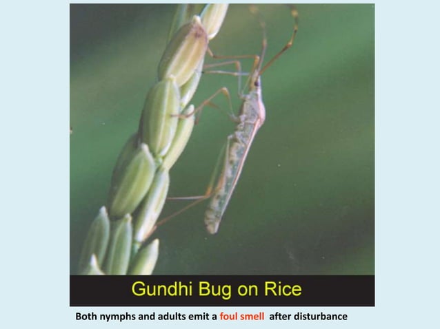 Pests of paddy 1 | PPTX