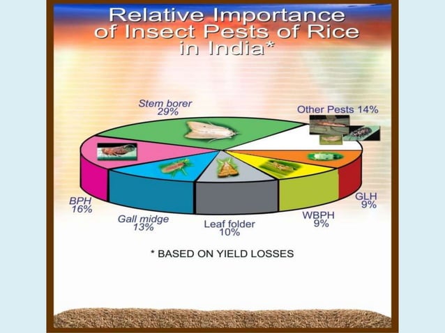 Pests of paddy 1 | PPTX