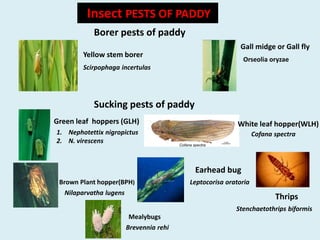 Pests of paddy 1 | PPT