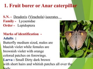 Pests of Pomegranate, their Damage Symptoms and Management Practices.pptx