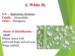 Pests of Pomegranate, their Damage Symptoms and Management Practices.pptx