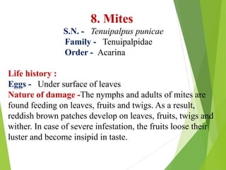 Pests of Pomegranate, their Damage Symptoms and Management Practices.pptx
