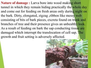 Pests of Pomegranate, their Damage Symptoms and Management Practices.pptx