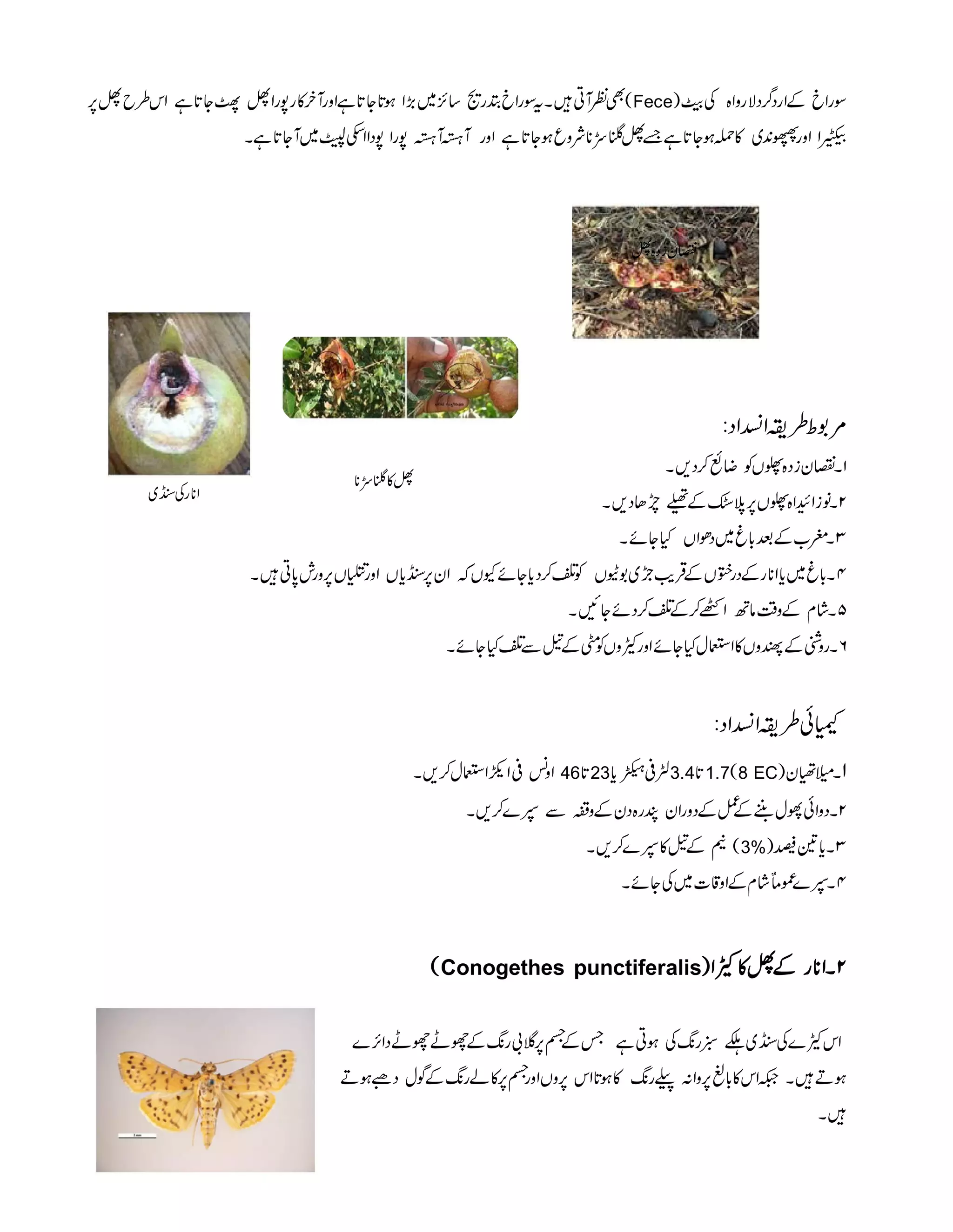 Pests of pomegranates in ajk by ahm | PDF