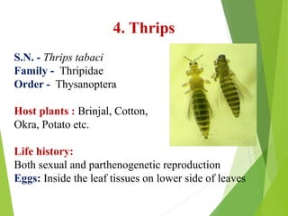Pests of Potato and Sweet Potato, their Damage Symptoms and Management ...
