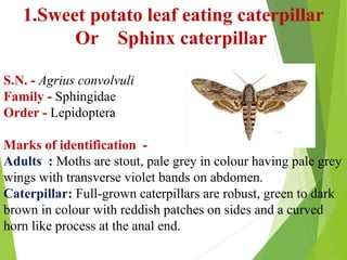 Pests of Potato and Sweet Potato, their Damage Symptoms and Management ...