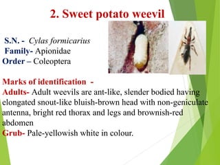 Pests of Potato and Sweet Potato, their Damage Symptoms and Management ...