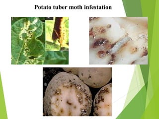 Pests of Potato and Sweet Potato, their Damage Symptoms and Management ...