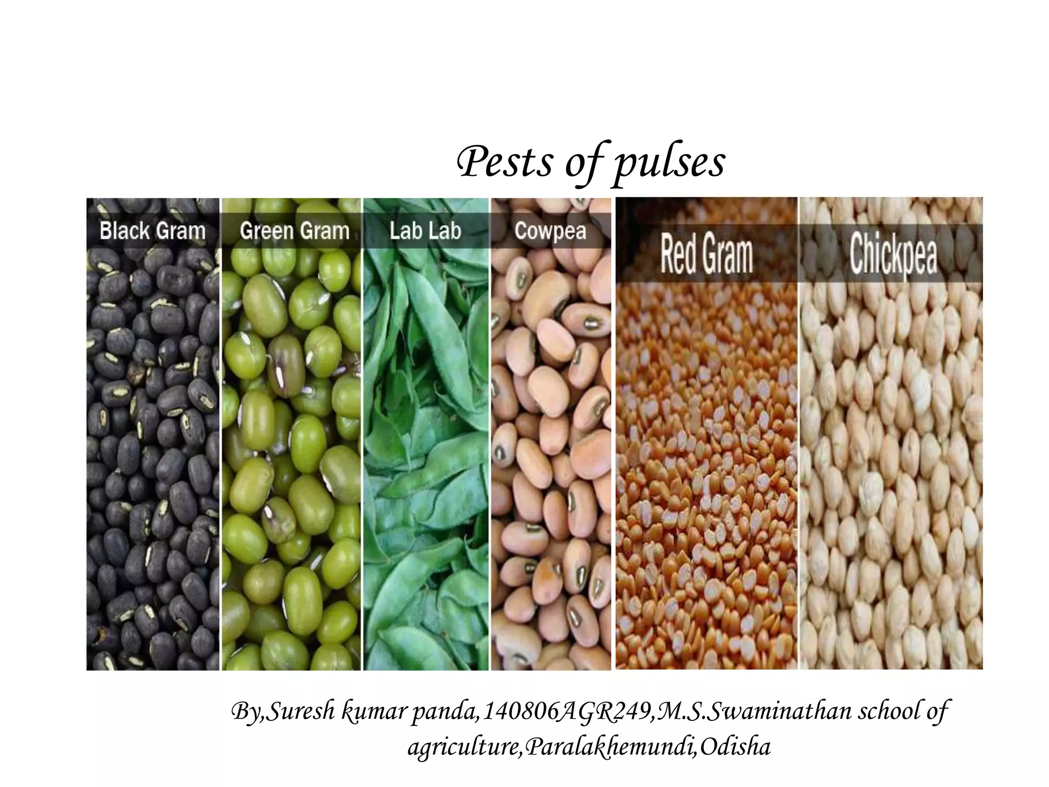 Pests of pulses | PPTX