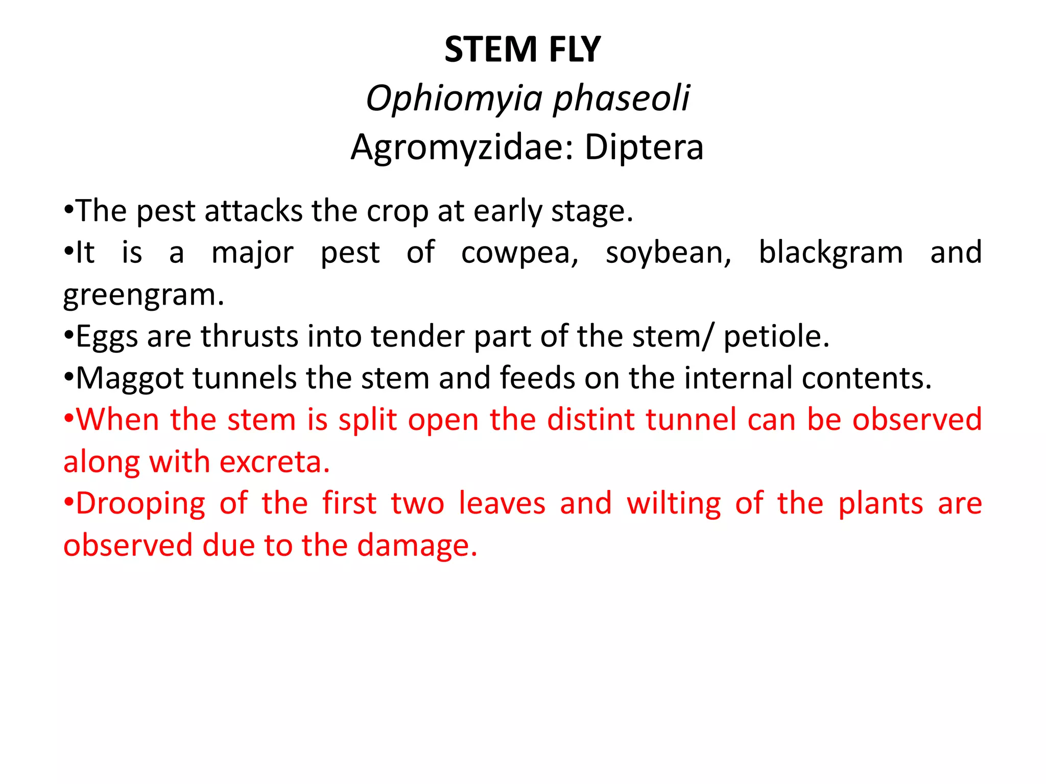 Pests of pulses | PPTX