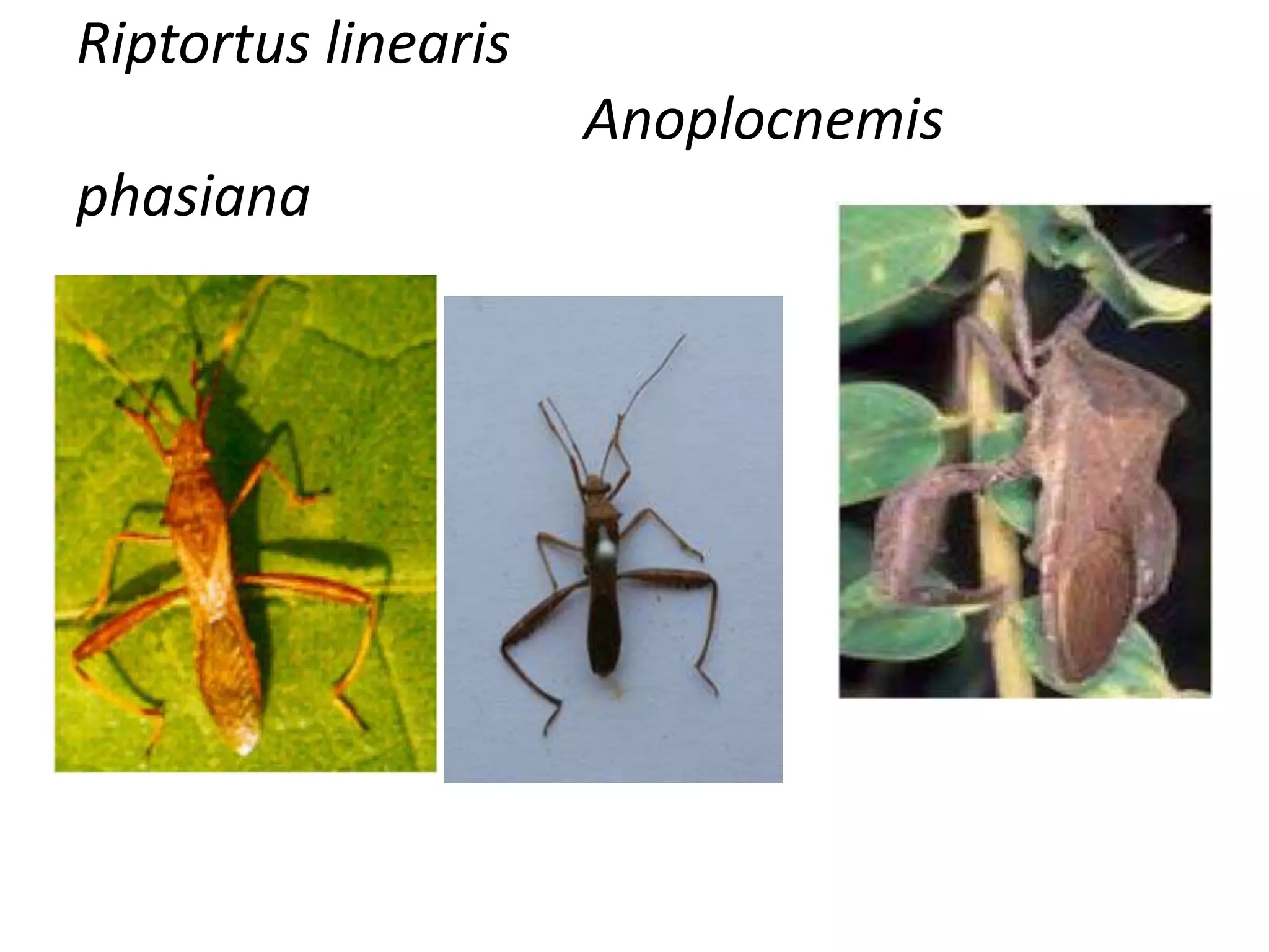 Pests of pulses | PPTX