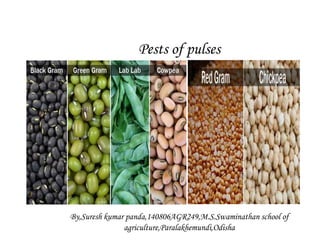 Pests of pulses | PPTX