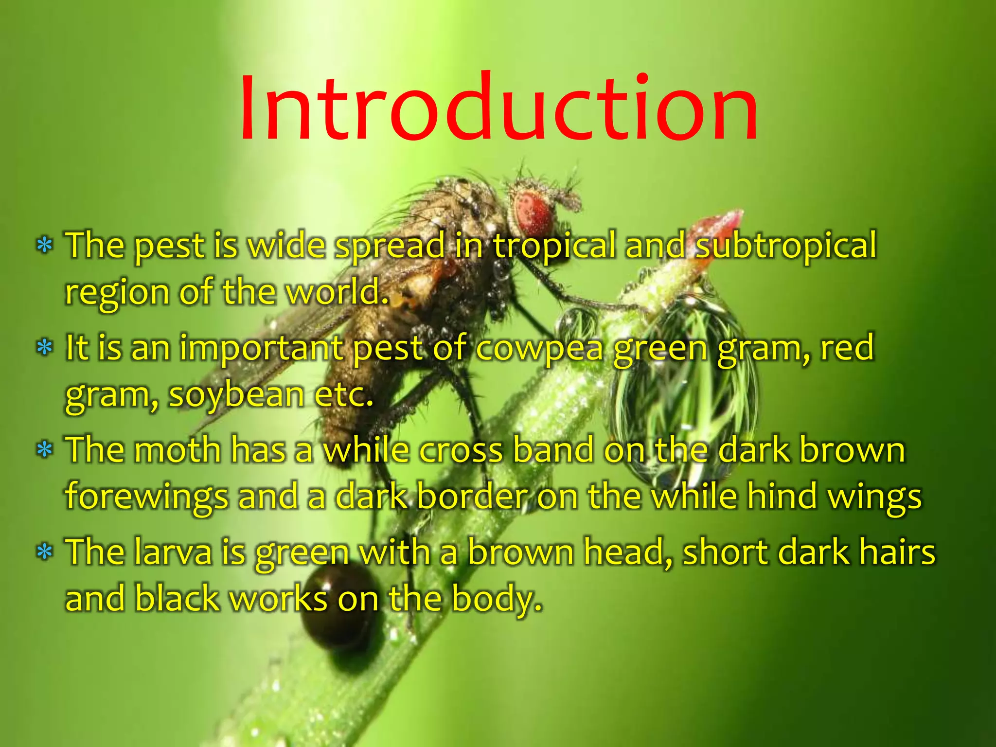 Insect Pests of pulses | PPSX