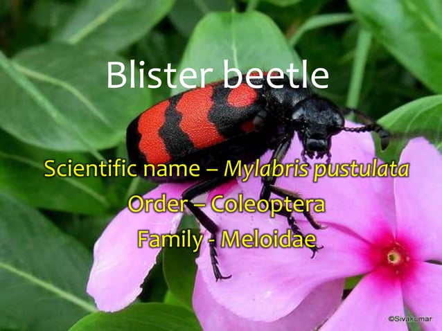 Insect Pests of pulses | PPSX