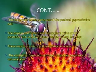 Insect Pests of pulses | PPSX