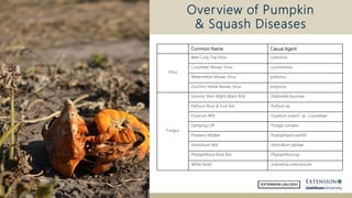 Pests of Pumpkins and Squash in Utah | PPT