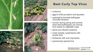 Pests of Pumpkins and Squash in Utah | PPTX