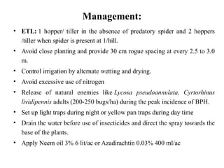 Important pests of rice and their management.ppt