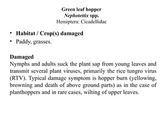 Important pests of rice and their management.ppt
