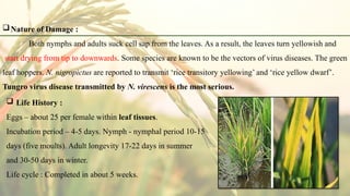 Pests of Rice: Damage, Identification, Life history, and Management.pptx