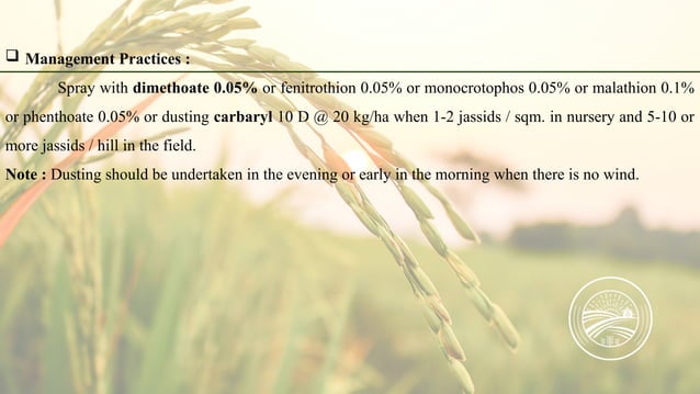Pests of Rice: Damage, Identification, Life history, and Management.pptx
