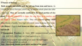 Pests of Rice: Damage, Identification, Life history, and Management.pptx