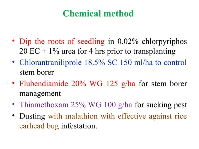 pests of rice, maize, cumbu and ragi.pptx