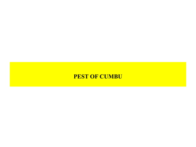 pests of rice, maize, cumbu and ragi.pptx