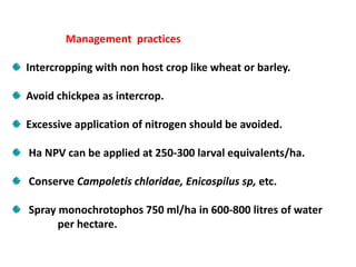 Pests of saf, ses,mus. | PPTX