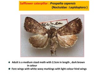Pests of saf, ses,mus. | PPTX