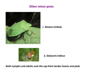 Pests of saf, ses,mus. | PPTX