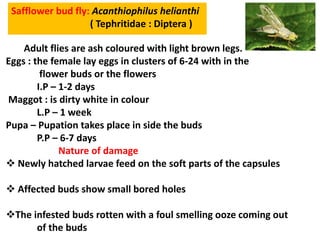 Pests of saf, ses,mus. | PPTX