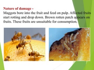 Pests of Sapota, Damage symptoms and their management.pptx