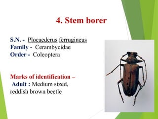 Pests of Sapota, Damage symptoms and their management.pptx