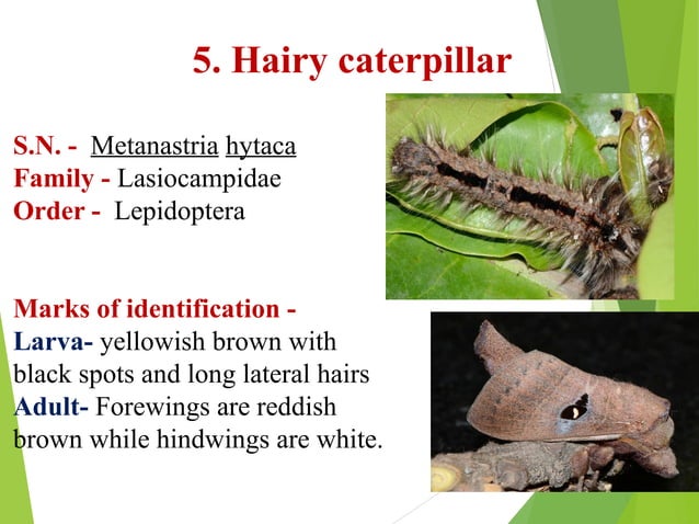 Pests of Sapota, Damage symptoms and their management.pptx