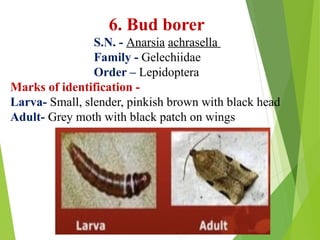 Pests of Sapota, Damage symptoms and their management.pptx