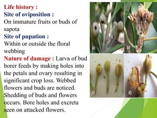 Pests of Sapota, Damage symptoms and their management.pptx