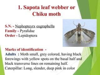 Pests of Sapota, Damage symptoms and their management.pptx