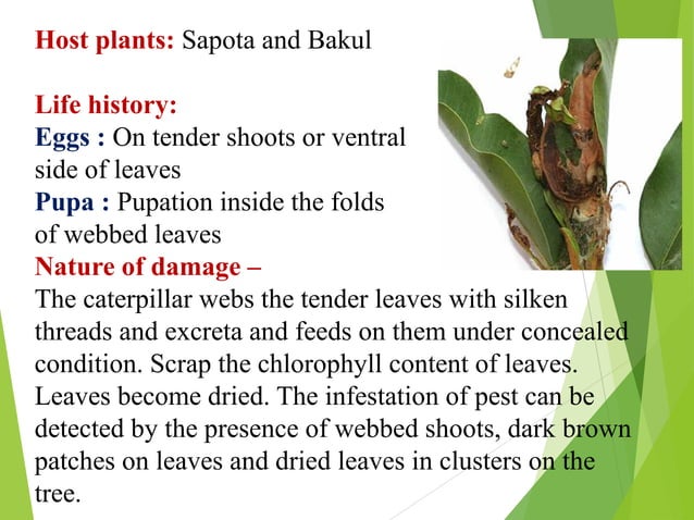 Pests of Sapota, Damage symptoms and their management.pptx