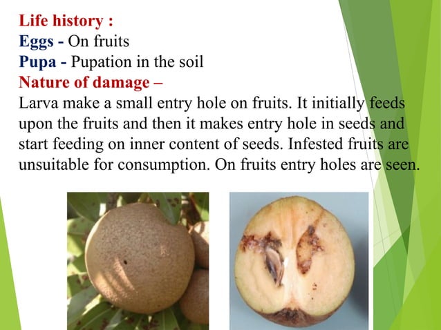 Pests of Sapota, Damage symptoms and their management.pptx