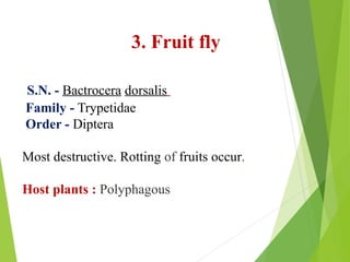 Pests of Sapota, Damage symptoms and their management.pptx