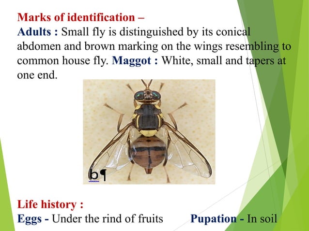 Pests of Sapota, Damage symptoms and their management.pptx
