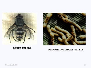Pests of Silkworm - Challenges and remedies.ppt