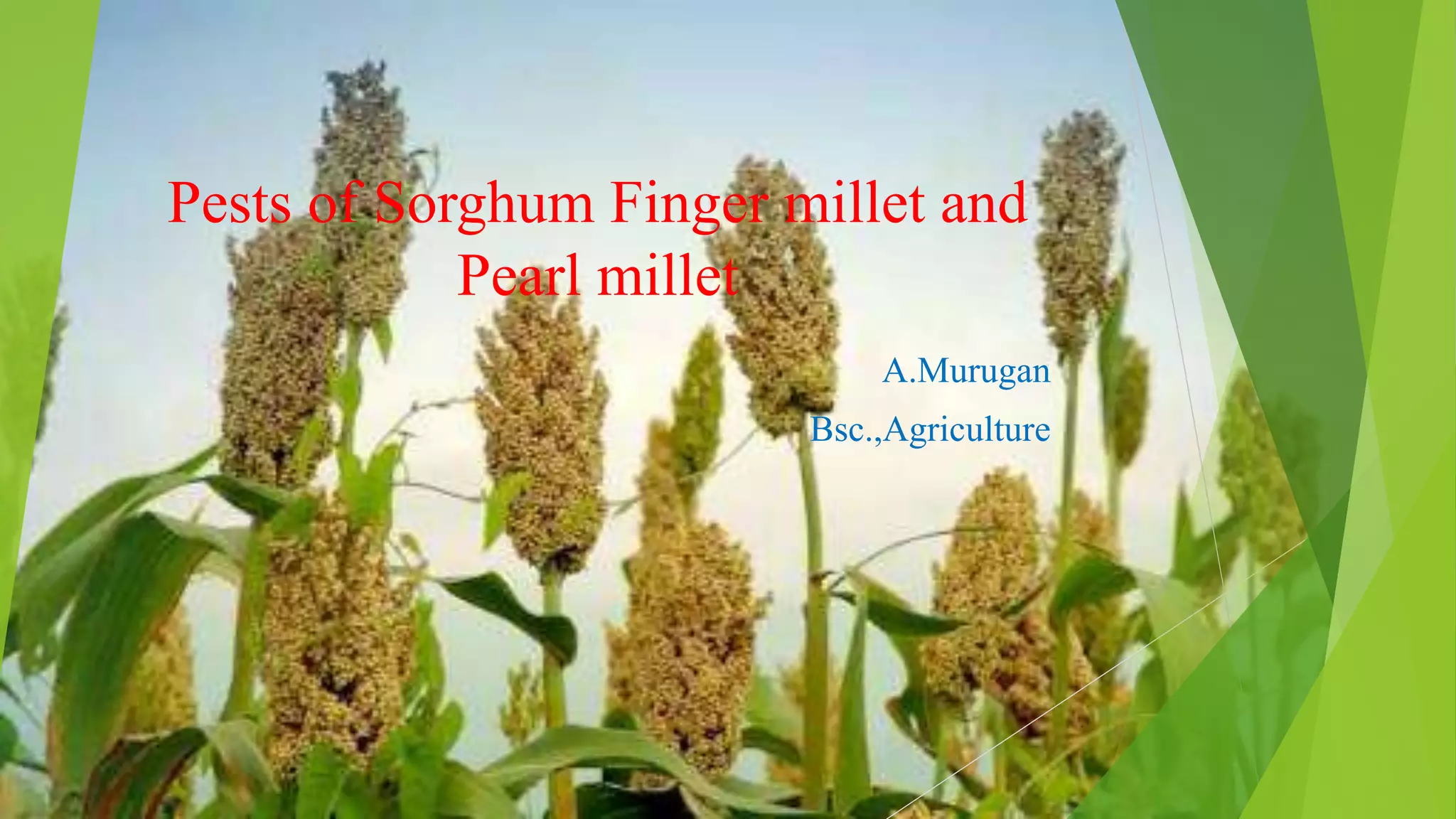 Pests of sorghum finger millet and pearl millet | PPTX