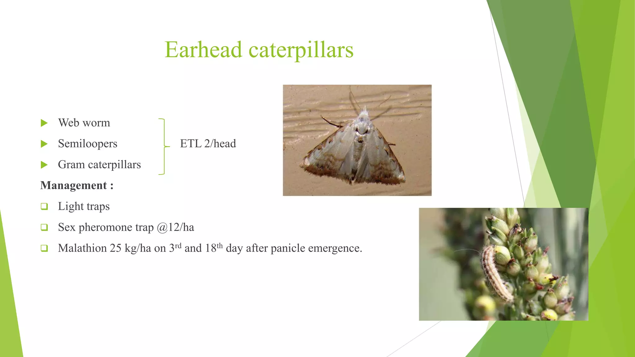 Pests of sorghum finger millet and pearl millet | PPTX