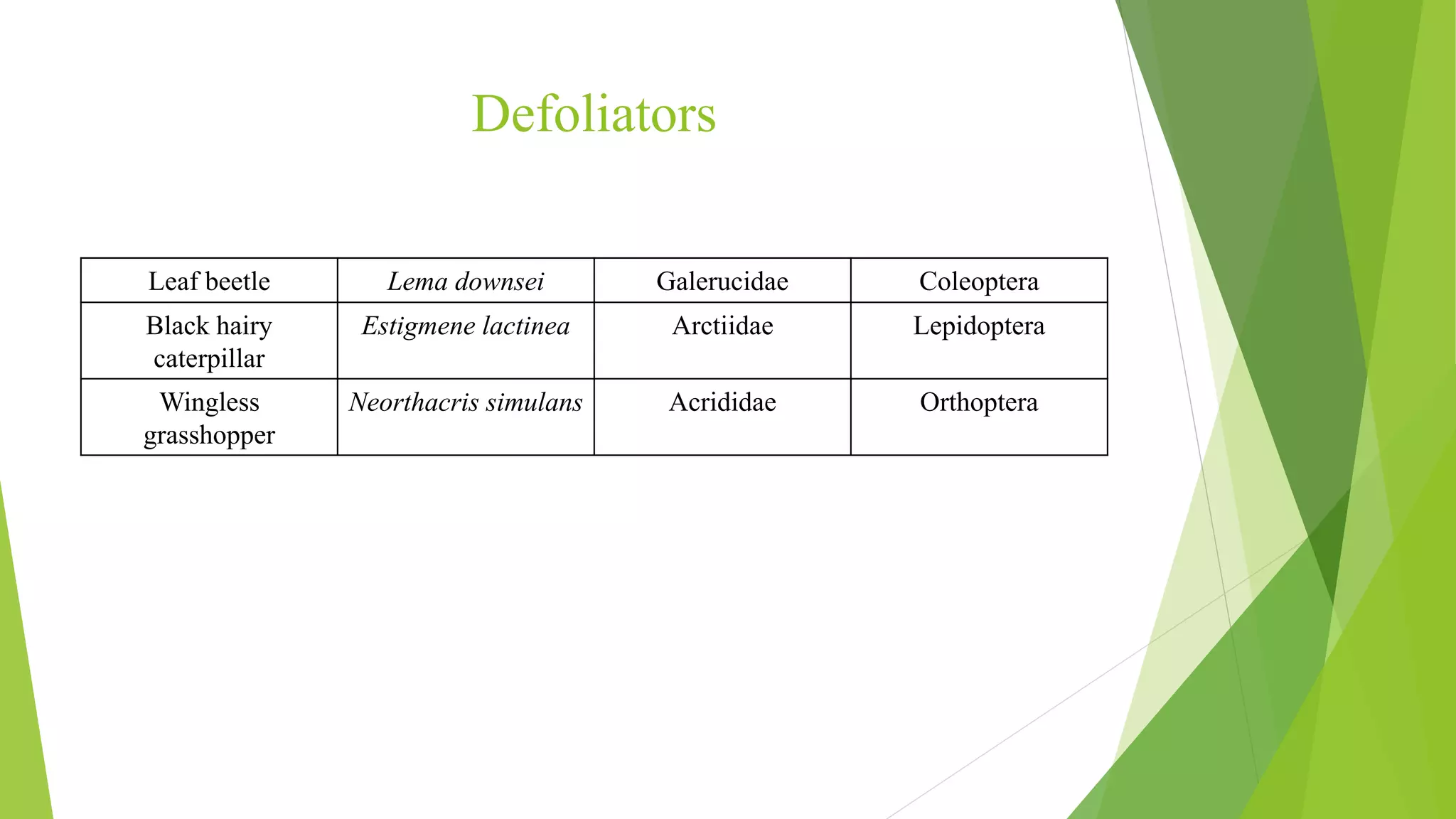 Pests of sorghum finger millet and pearl millet | PPTX