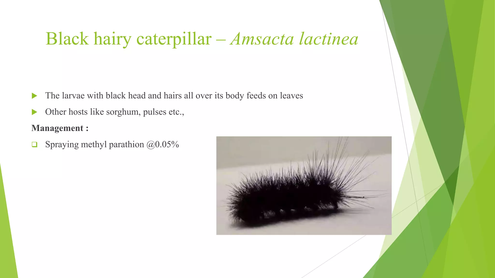 Pests of sorghum finger millet and pearl millet | PPTX