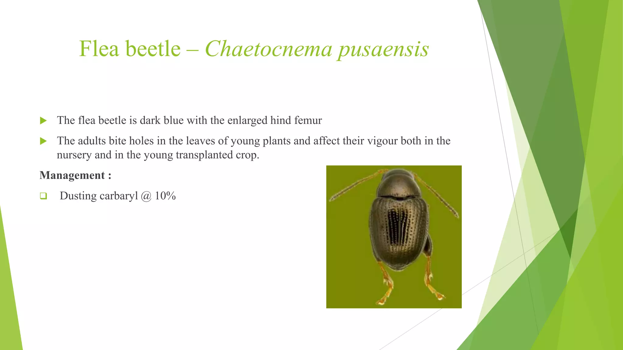 Pests of sorghum finger millet and pearl millet | PPTX