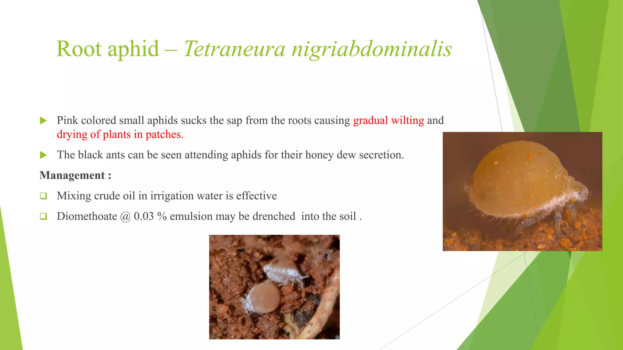 Pests of sorghum finger millet and pearl millet | PPTX